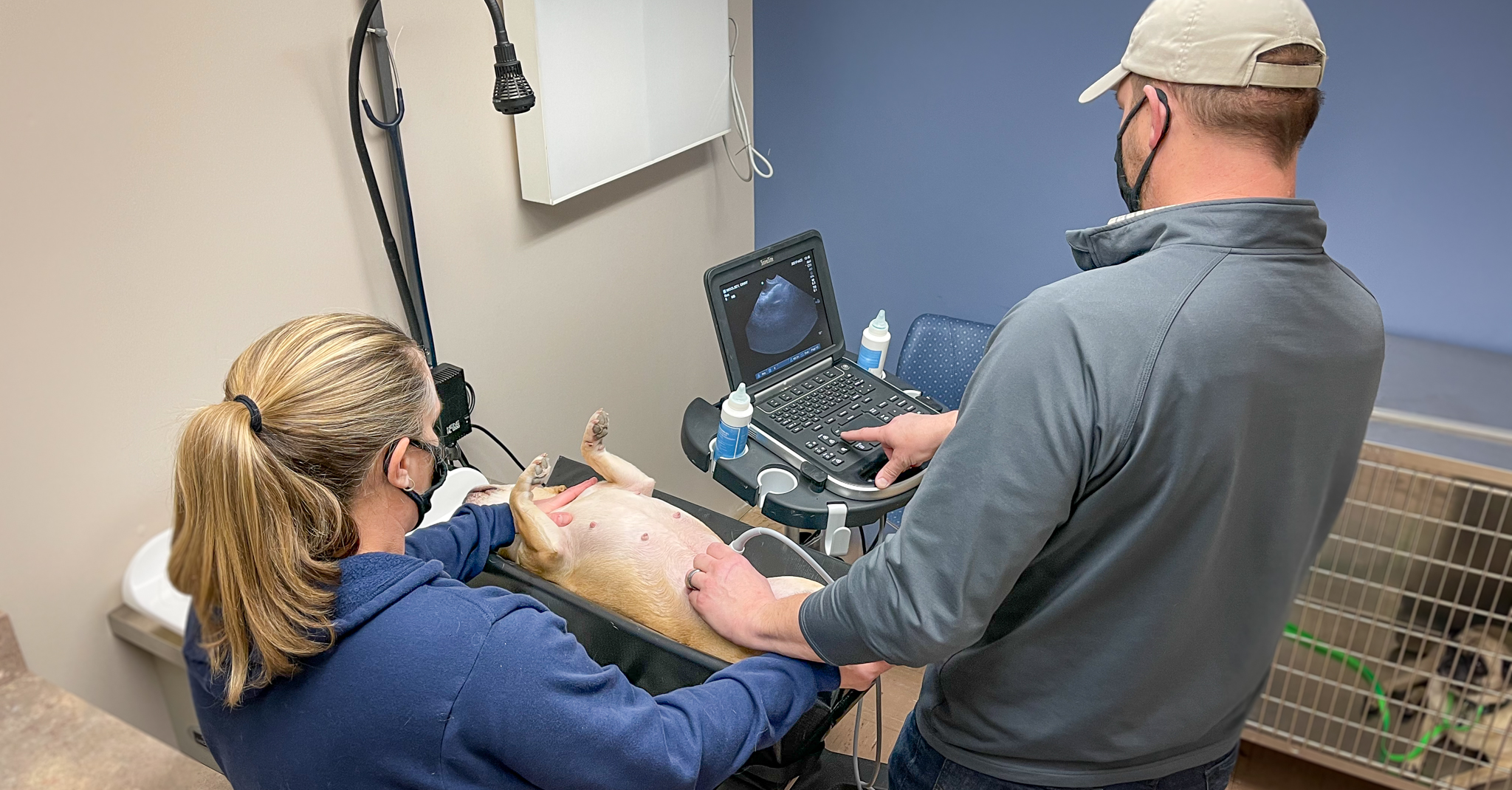Martin City Animal Hospital ultrasound procedure - Martin City CID
